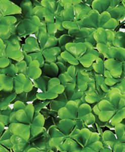 Timberfloors Acabados y pisos de madera Acabados y pisos de madera