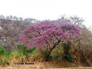 Machiche — Timberfloors